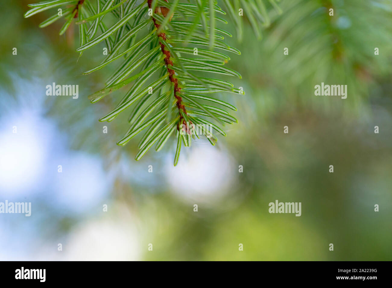Pine tree and leafs Stock Photo - Alamy