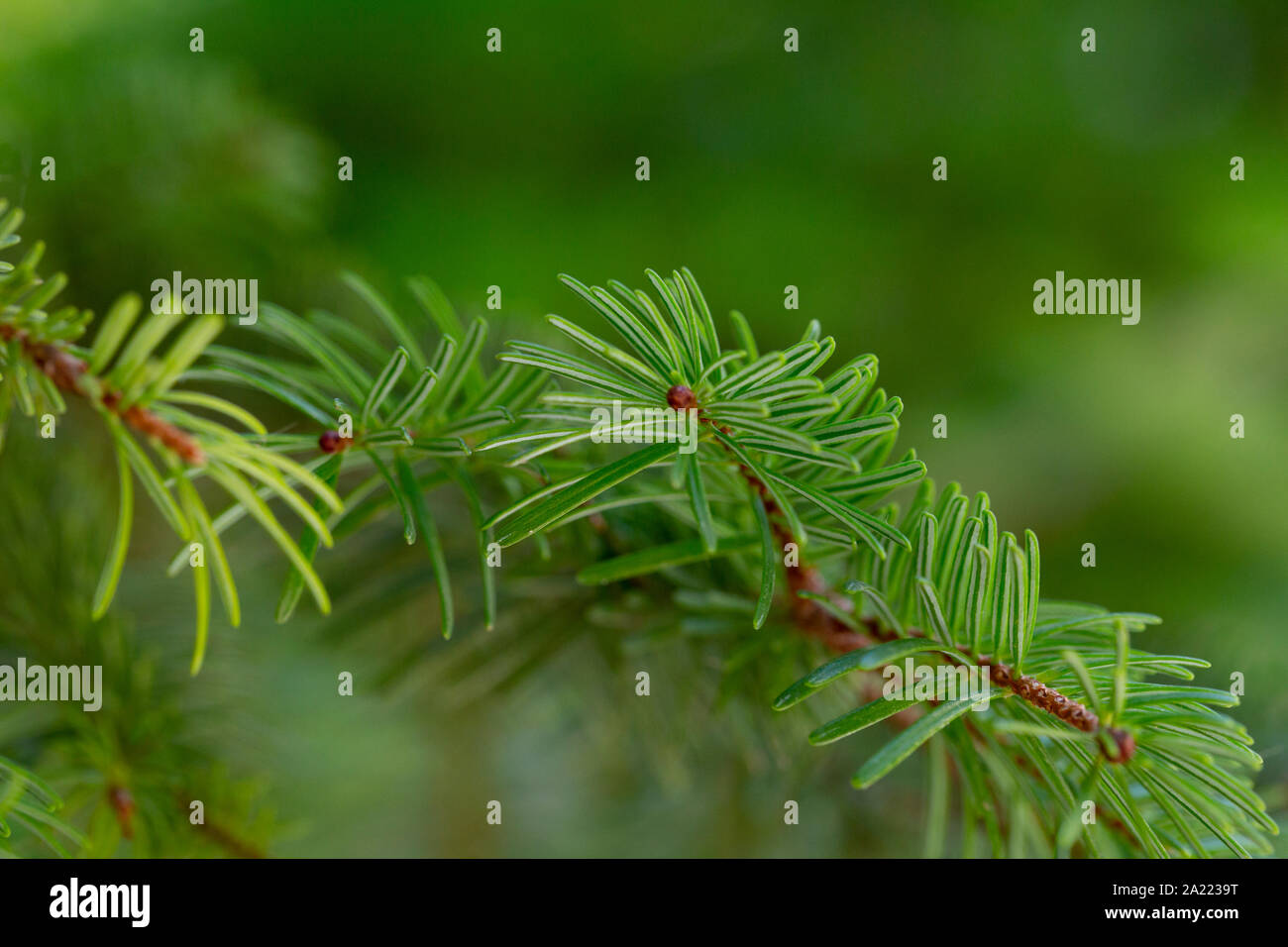 Pine Leaf Illustration High Resolution Stock Photography and Images - Alamy