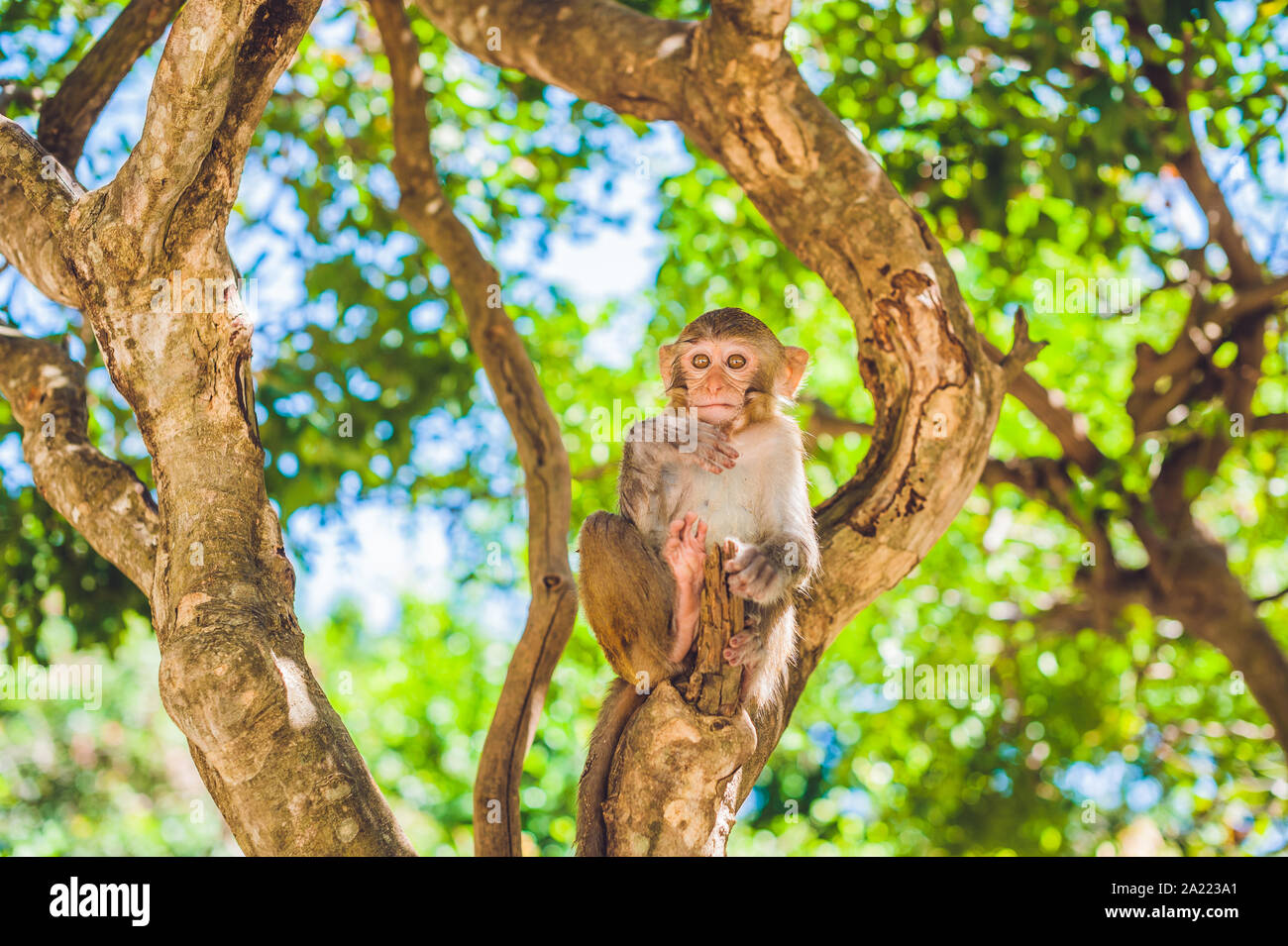 Macaque monkey sitting on the tree. Monkey Island, Vietnam Stock Photo - Alamy