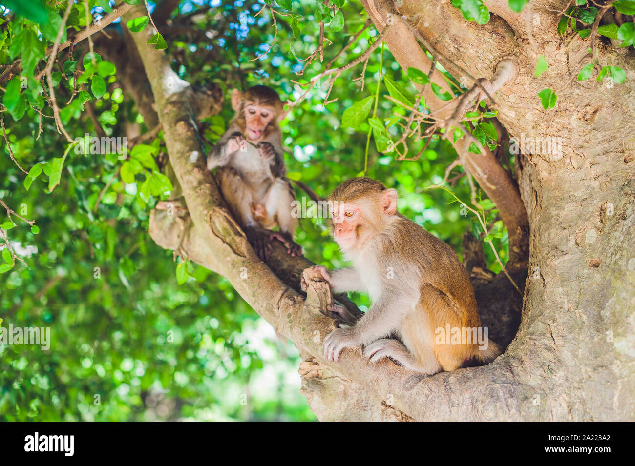 Macaque monkey sitting on the tree. Monkey Island, Vietnam Stock Photo - Alamy