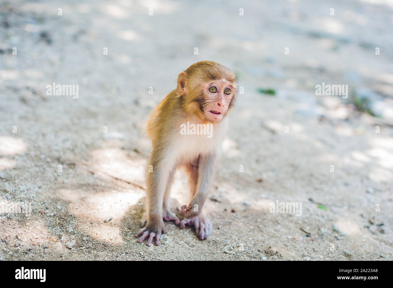 Macaque monkey sitting on the ground. Monkey Island, Vietnam Stock Photo - Alamy