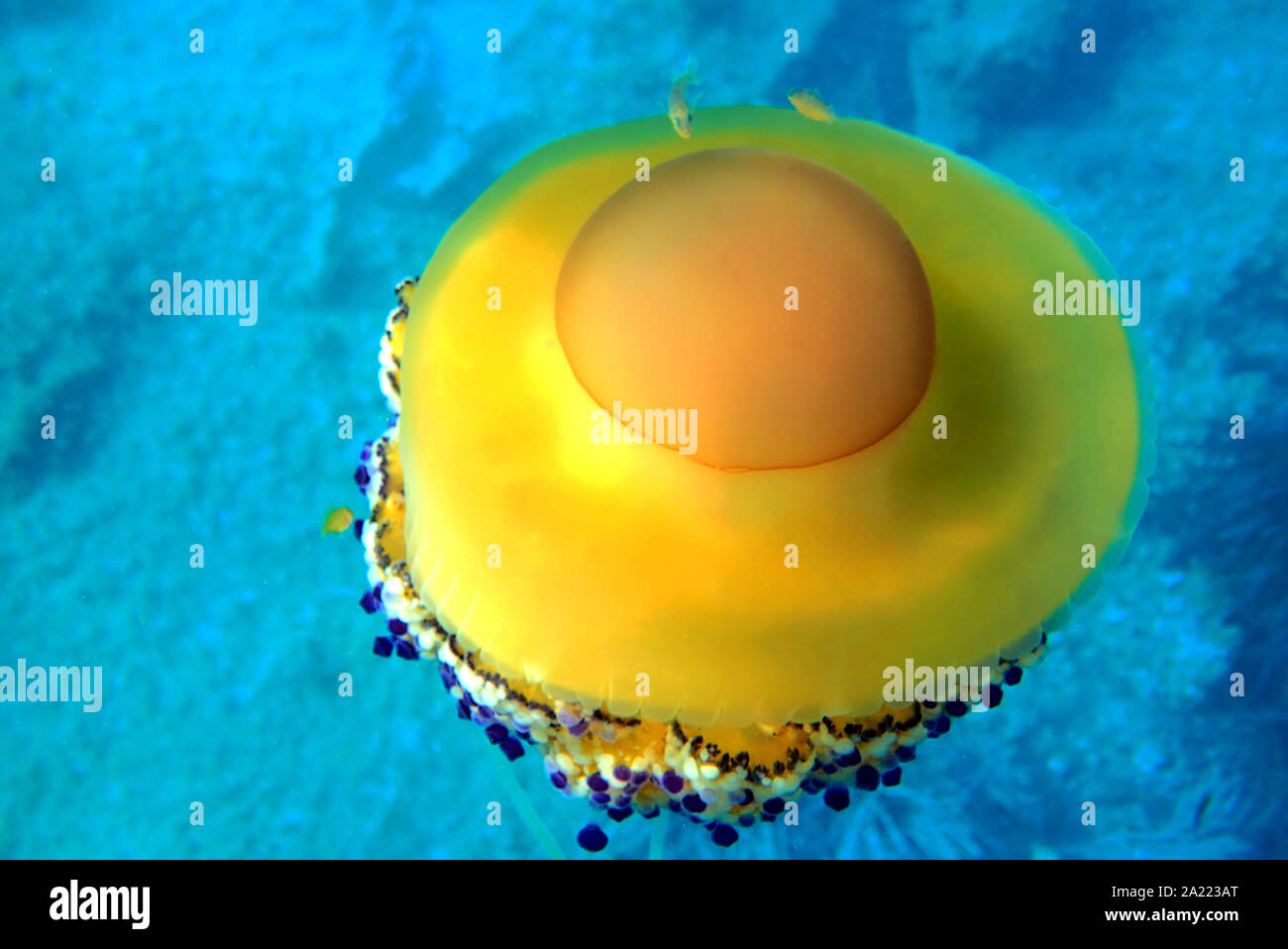Mediterranean Fried Egg Jellyfish - Cotylorhiza tuberculata Stock Photo ...