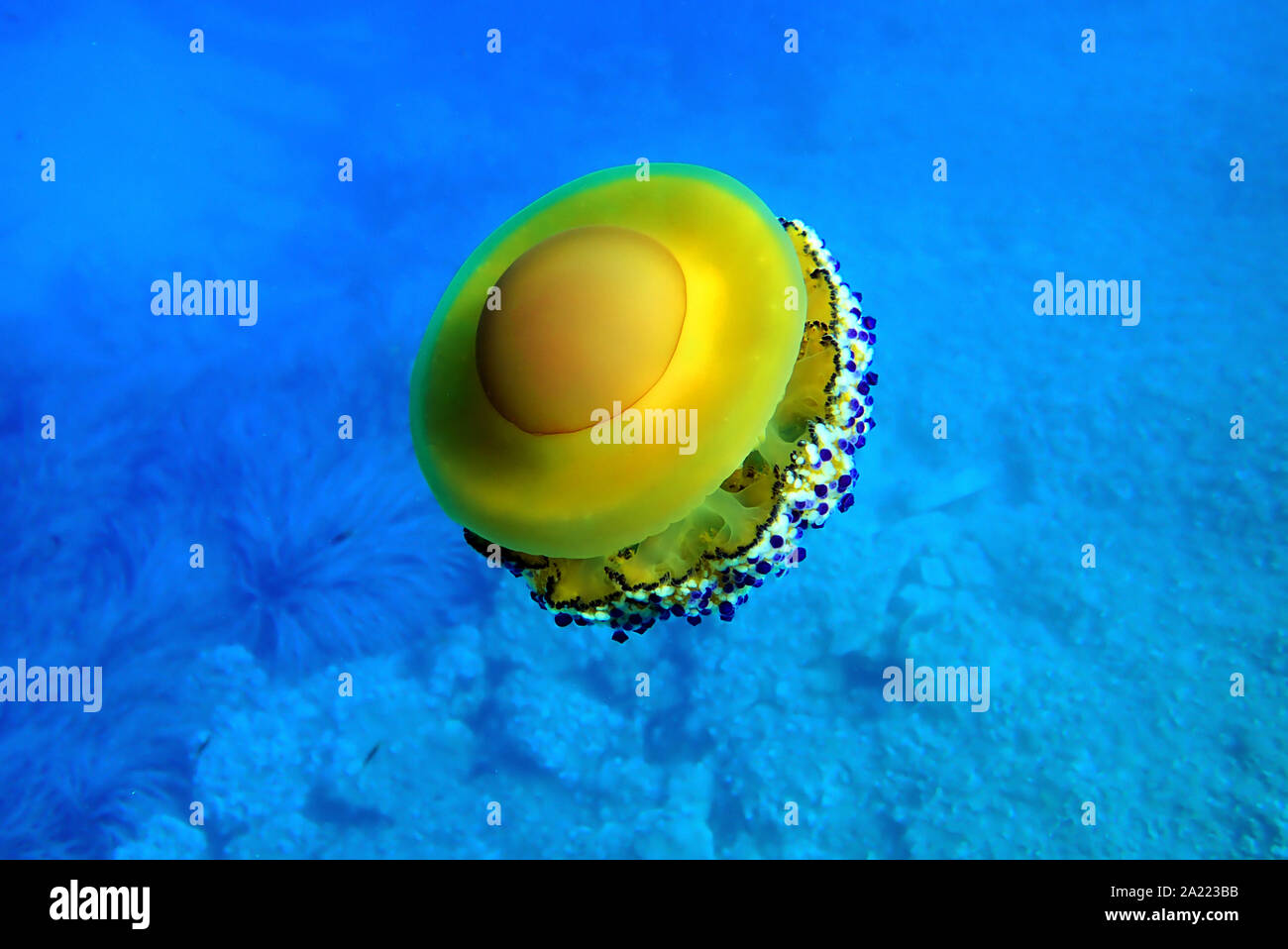 Mediterranean Fried Egg Jellyfish - Cotylorhiza tuberculata Stock Photo ...