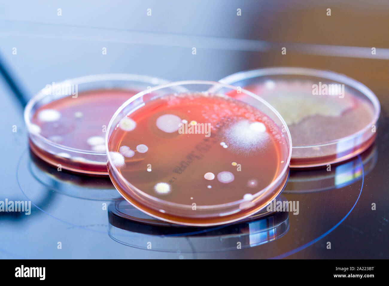 petri dishes with colonies of microorganisms in a biological laboratory ...