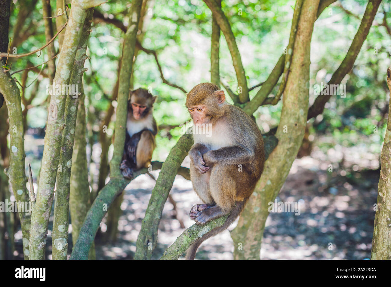Macaque monkey sitting on the tree. Monkey Island, Vietnam Stock Photo - Alamy