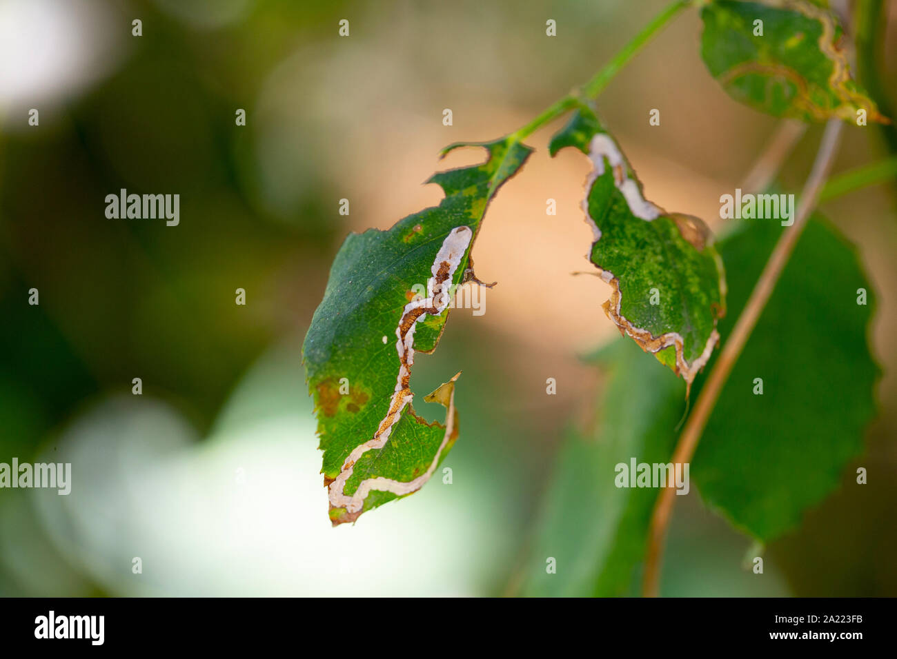 Tree rotten fresh water hi-res stock photography and images - Alamy
