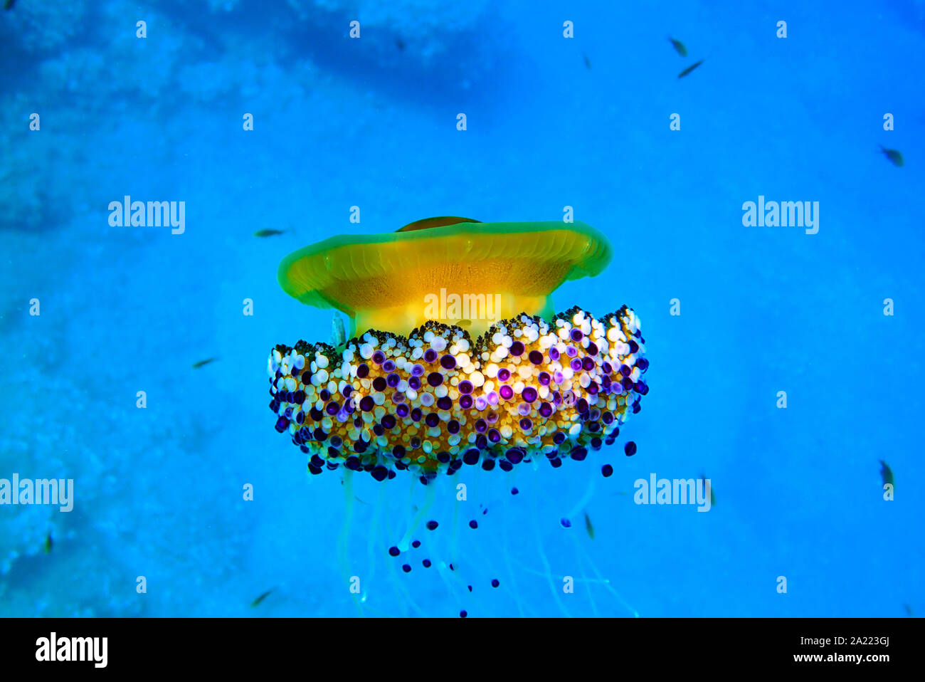 Mediterranean Fried Egg Jellyfish - Cotylorhiza tuberculata Stock Photo ...