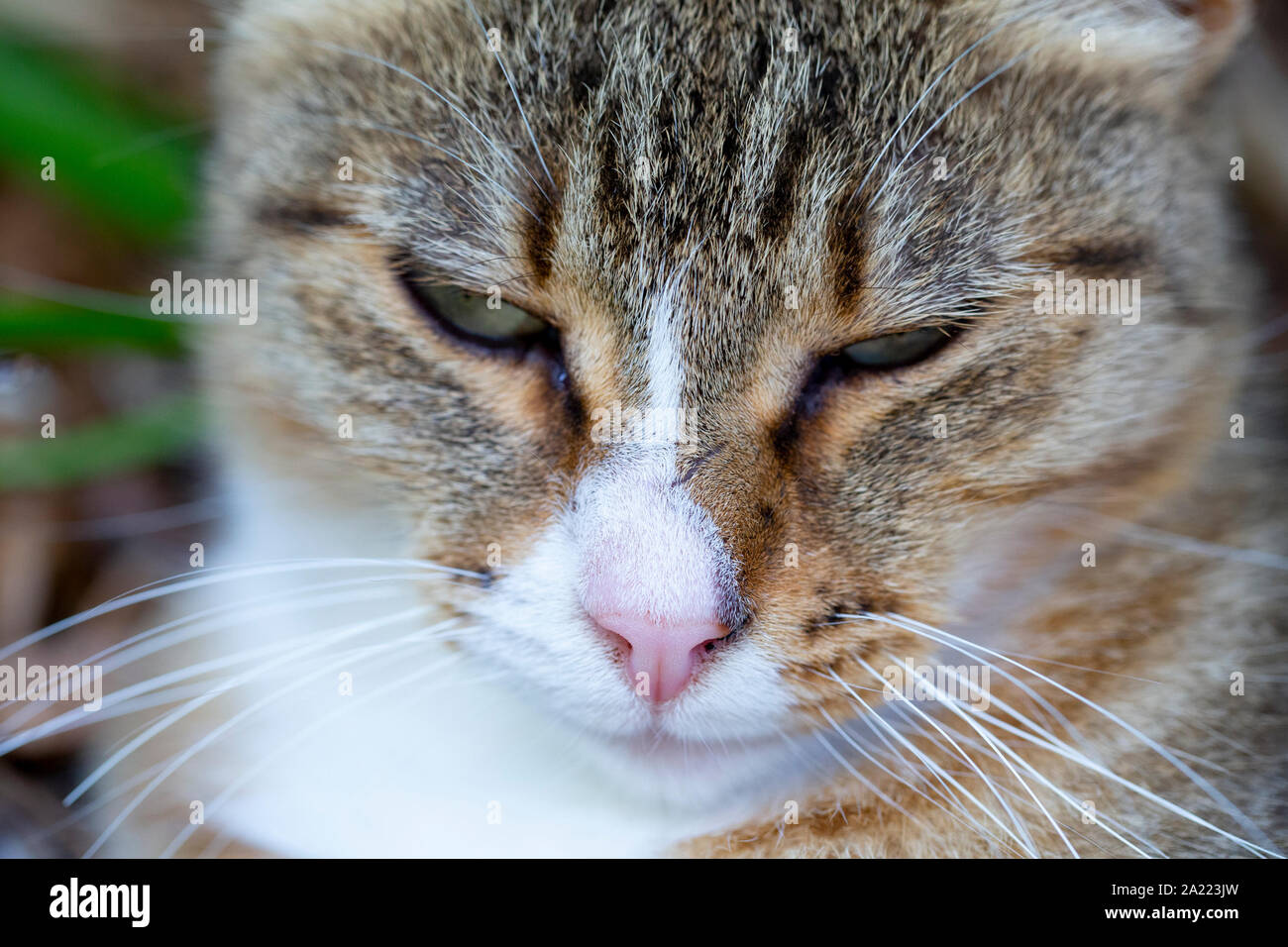 cat portrait in nature Stock Photo - Alamy