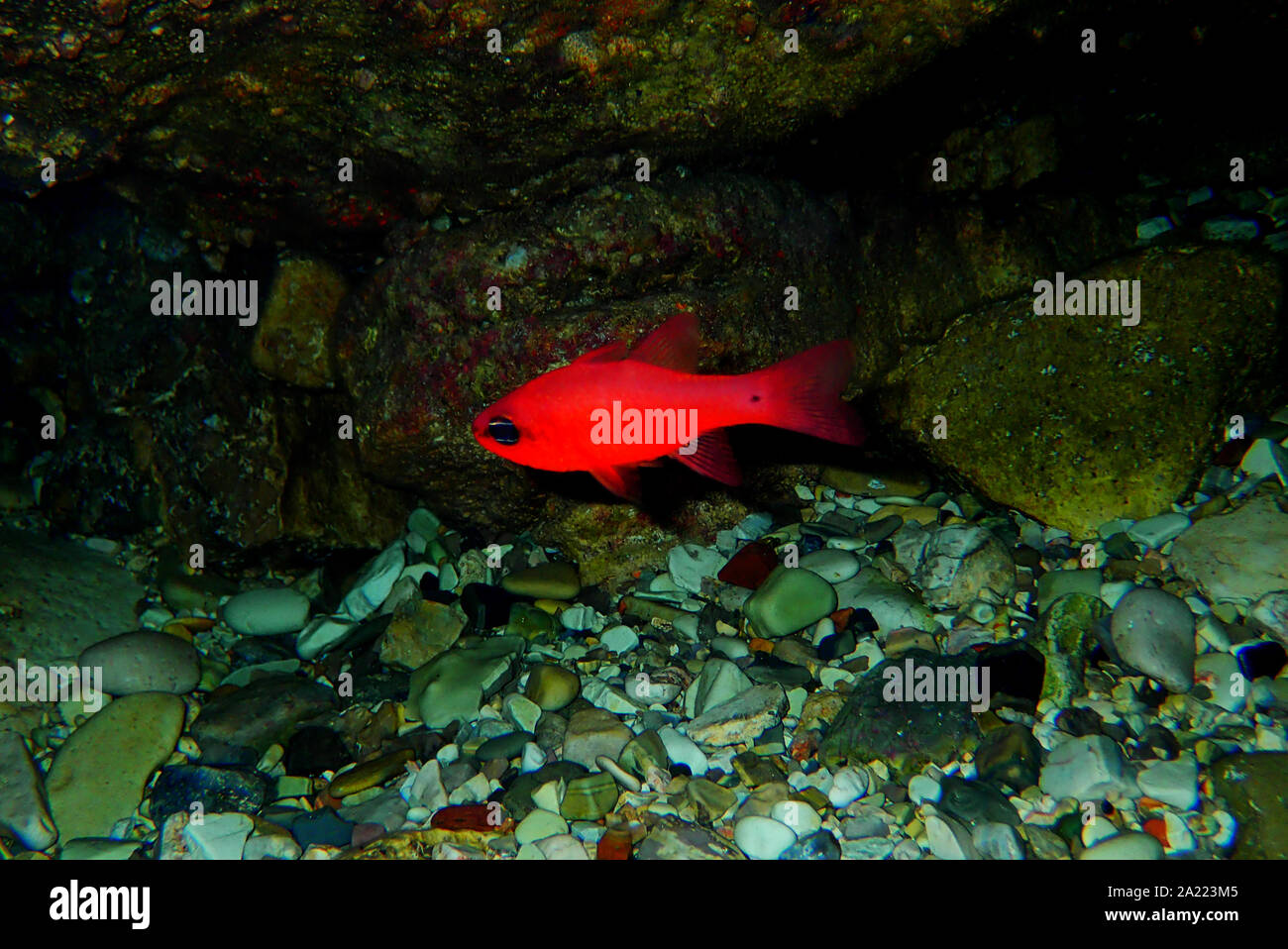Apogon imberbis - Mediterranean Cardinalfish, King of the Mullets Stock ...