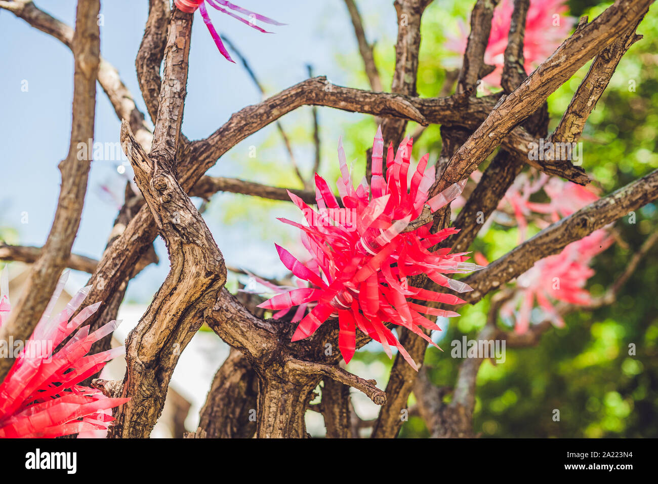Flowers made from a plastic bottle. plastic bottle recycled. Waste ...