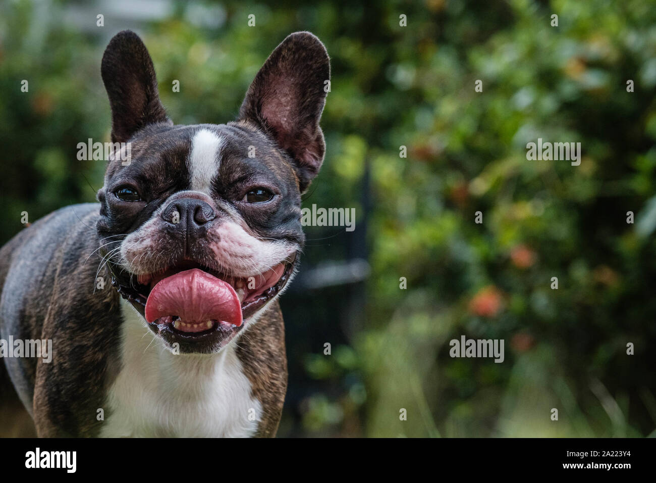 Portrait boston terrier pure breed in garden Stock Photo - Alamy