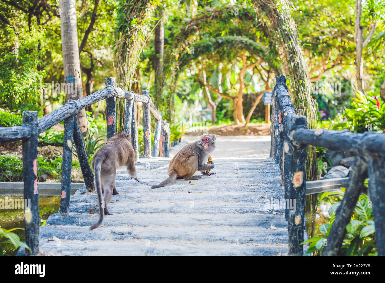 Banana Monkeys Garden