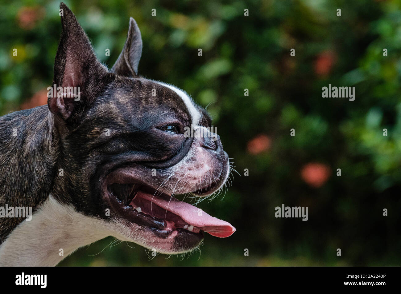 Portrait boston terrier pure breed in garden Stock Photo - Alamy