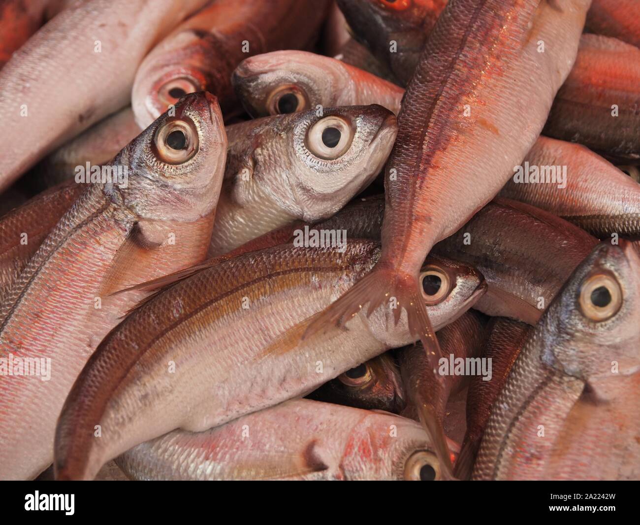 Fish Market in Sicily Stock Photo - Alamy