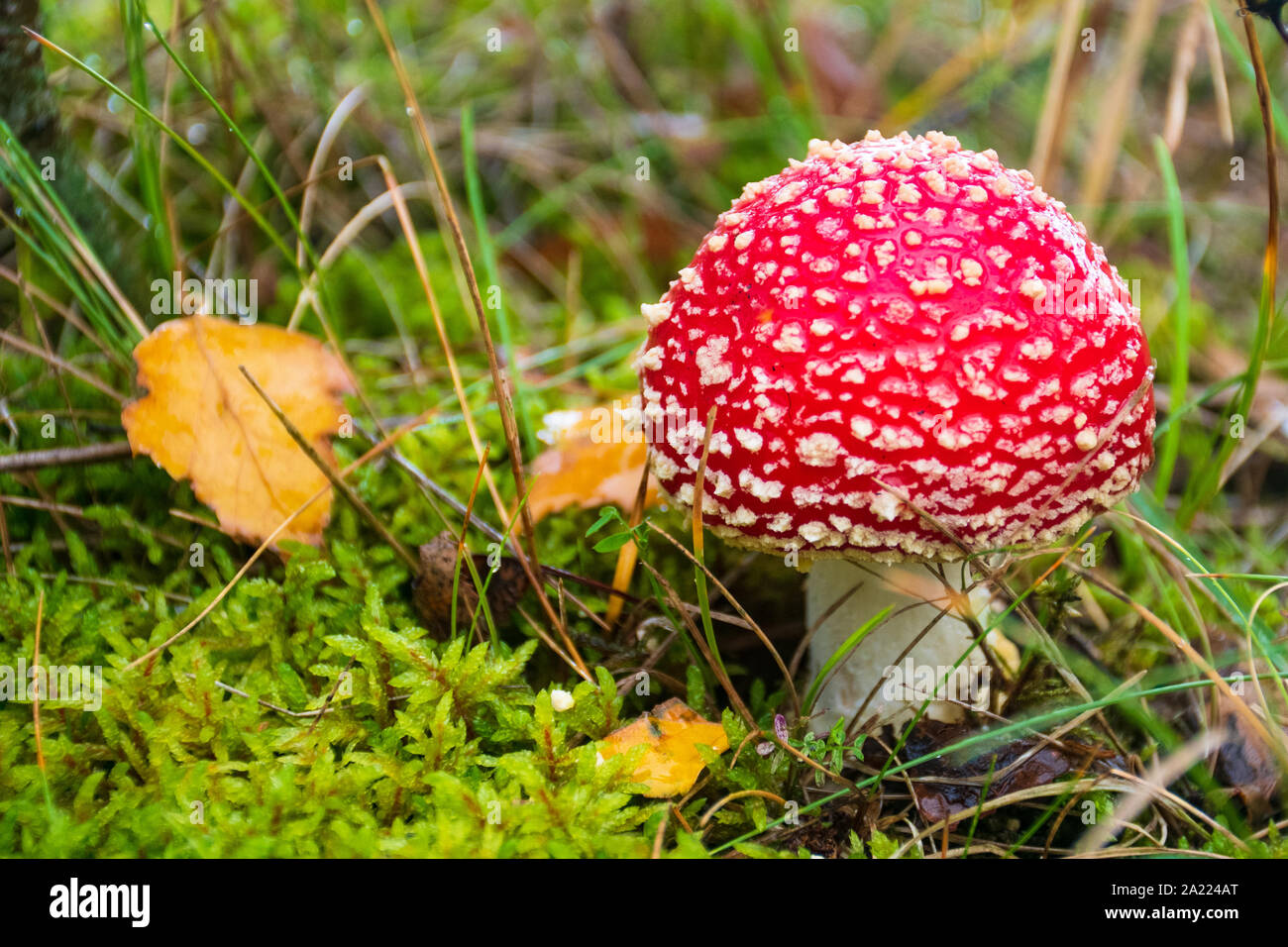 Red and white spotted mushroom hi-res stock photography and images - Alamy