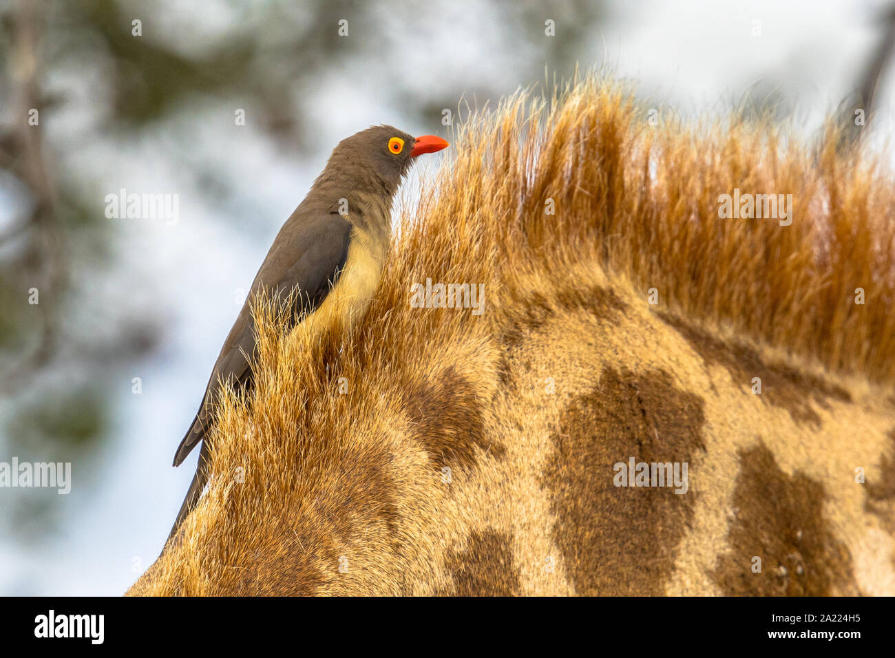 African tick bird hi-res stock photography and images - Alamy
