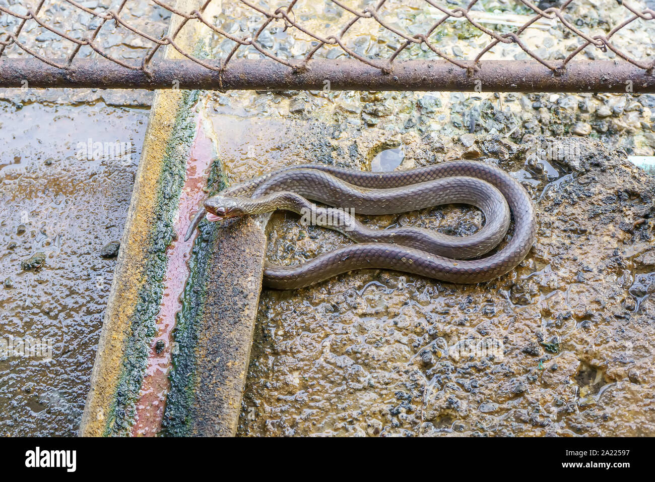 Oriental rat snake into the fence home Stock Photo - Alamy
