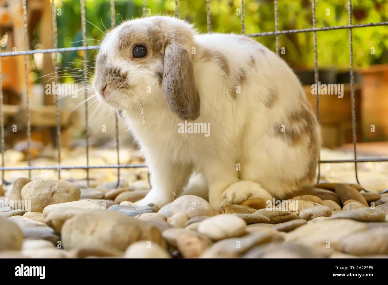 The rabbit are sitting in the rock gardens Stock Photo - Alamy