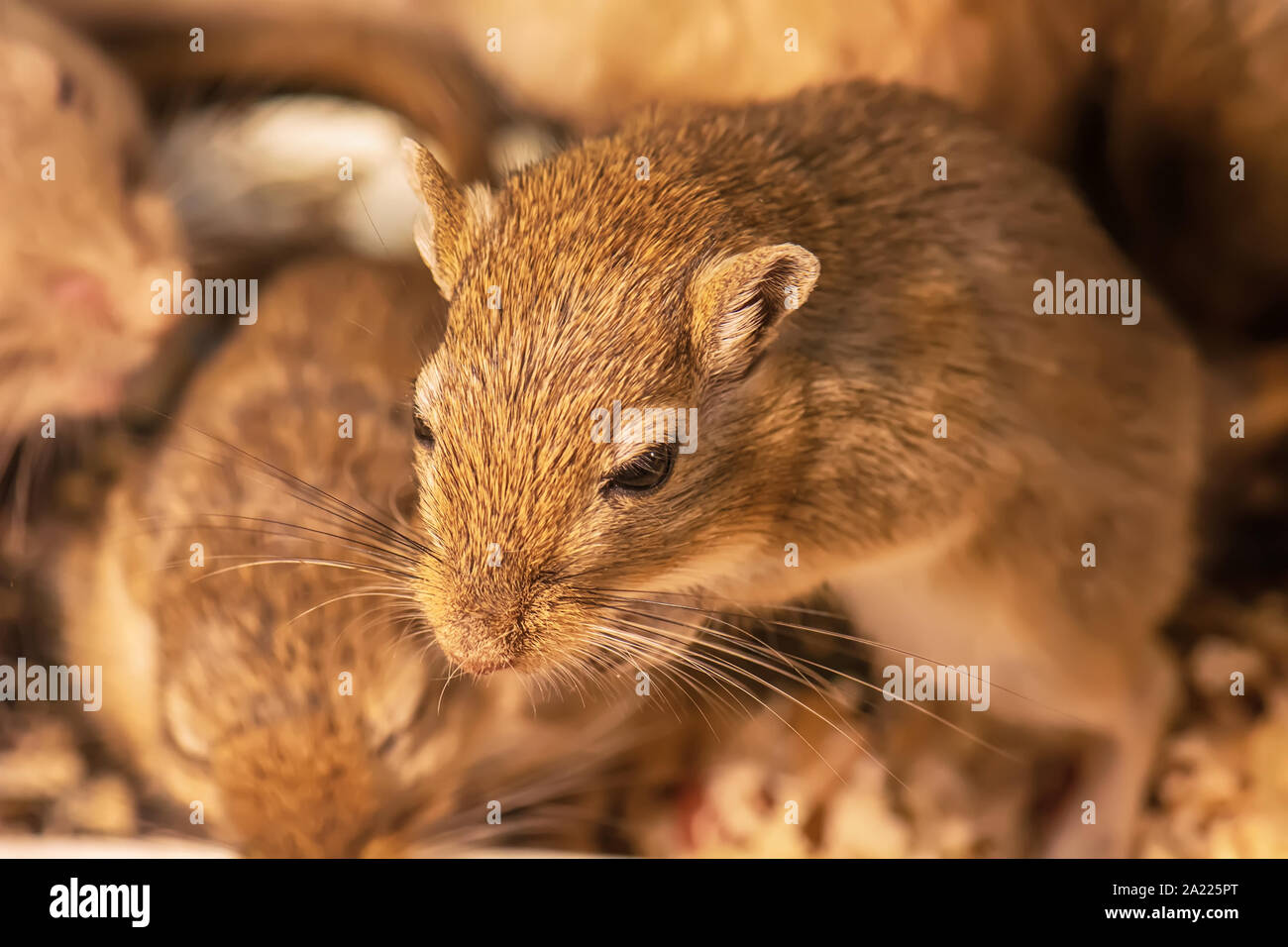 Desert_rats High Resolution Stock Photography and Images - Alamy