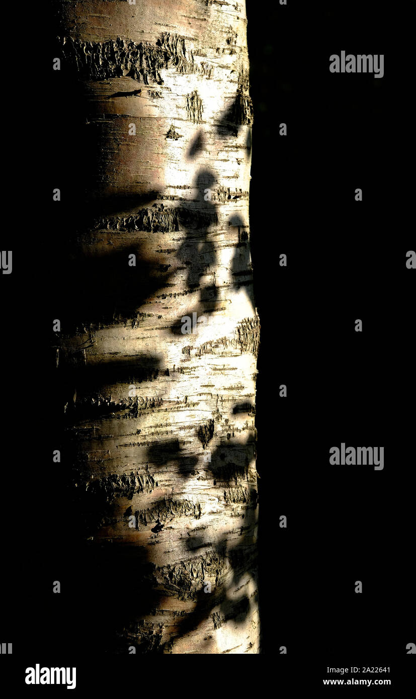Silver birch tree trunk hi-res stock photography and images - Alamy