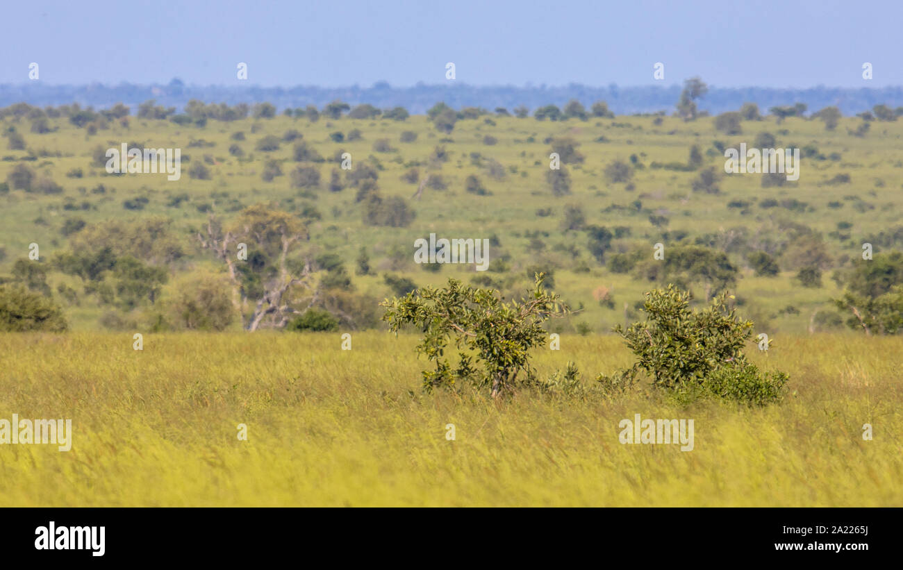 Savanna biome hi-res stock photography and images - Alamy
