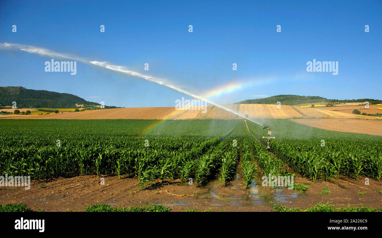 Rainbow maize hi-res stock photography and images - Alamy