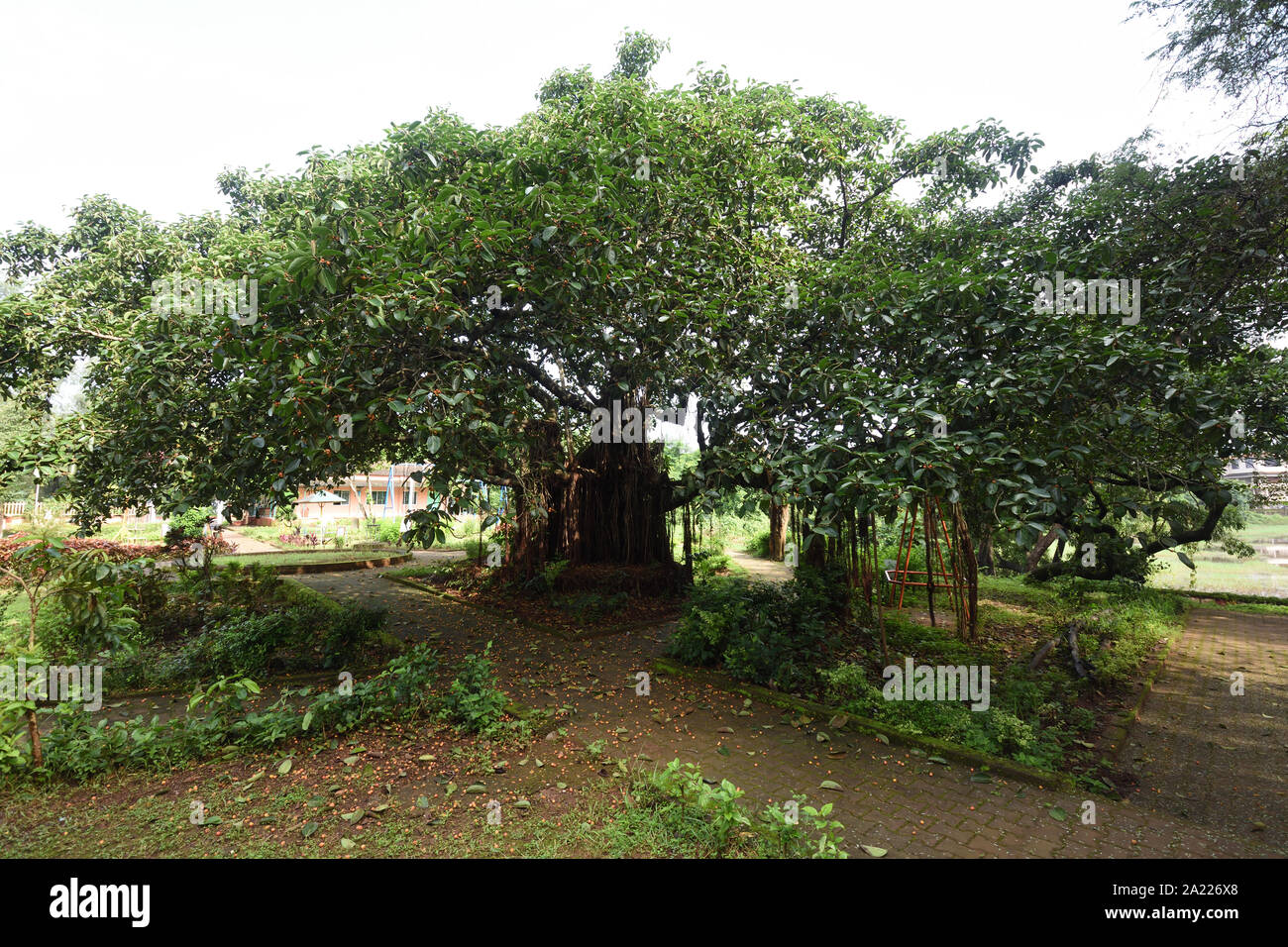 Ficus benghalensis or Banyan Tree at the Science Park. Goa Science ...