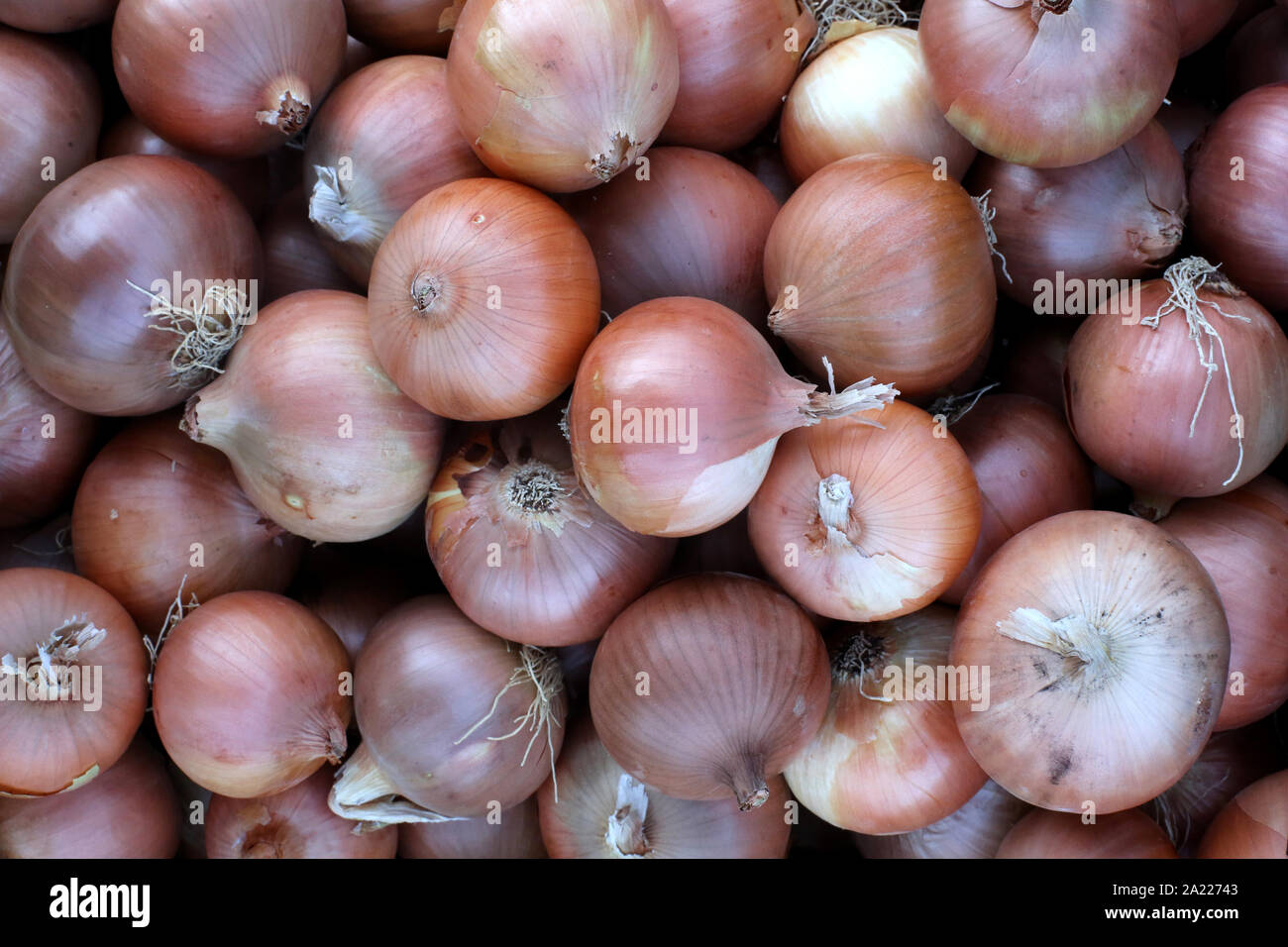 Oignons blancs hi-res stock photography and images - Alamy