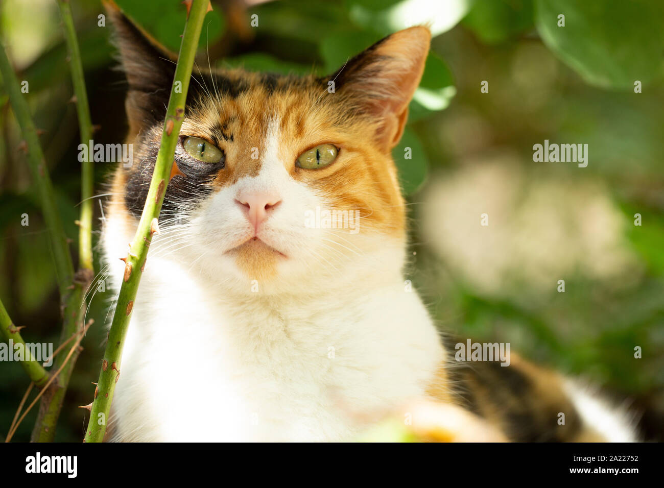 cat portrait smile cat beauty at tree natural leaf Stock Photo - Alamy