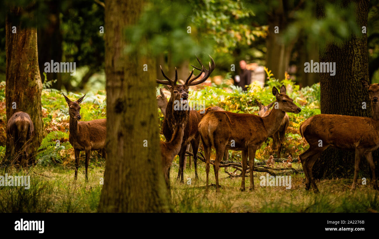 Large male Red Deer Stag stands guard over his female deer in his harem ...
