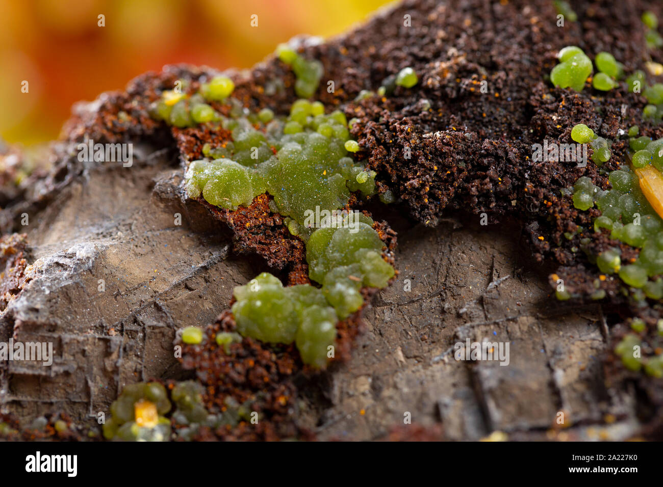 wulfenite mineral specimen stone rock gem quartz crystal Stock Photo ...