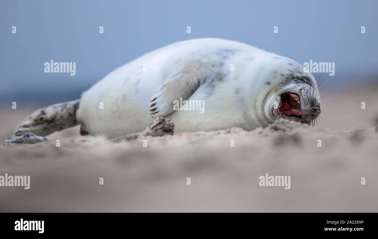 Baby seal mouth open hi-res stock photography and images - Alamy