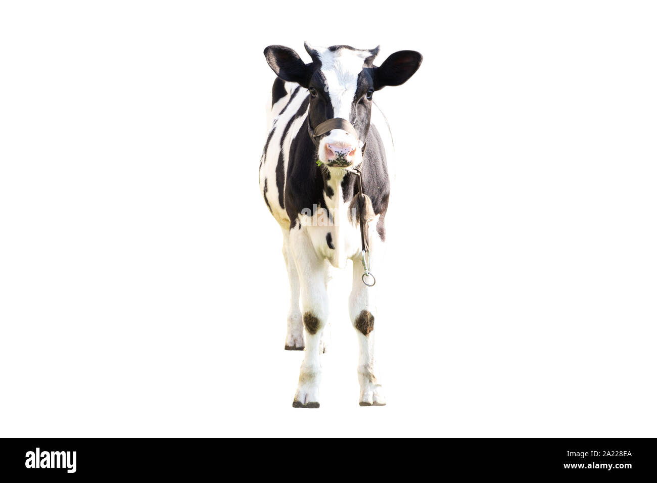black and white cow on a white background farm animal, beautiful cow ...