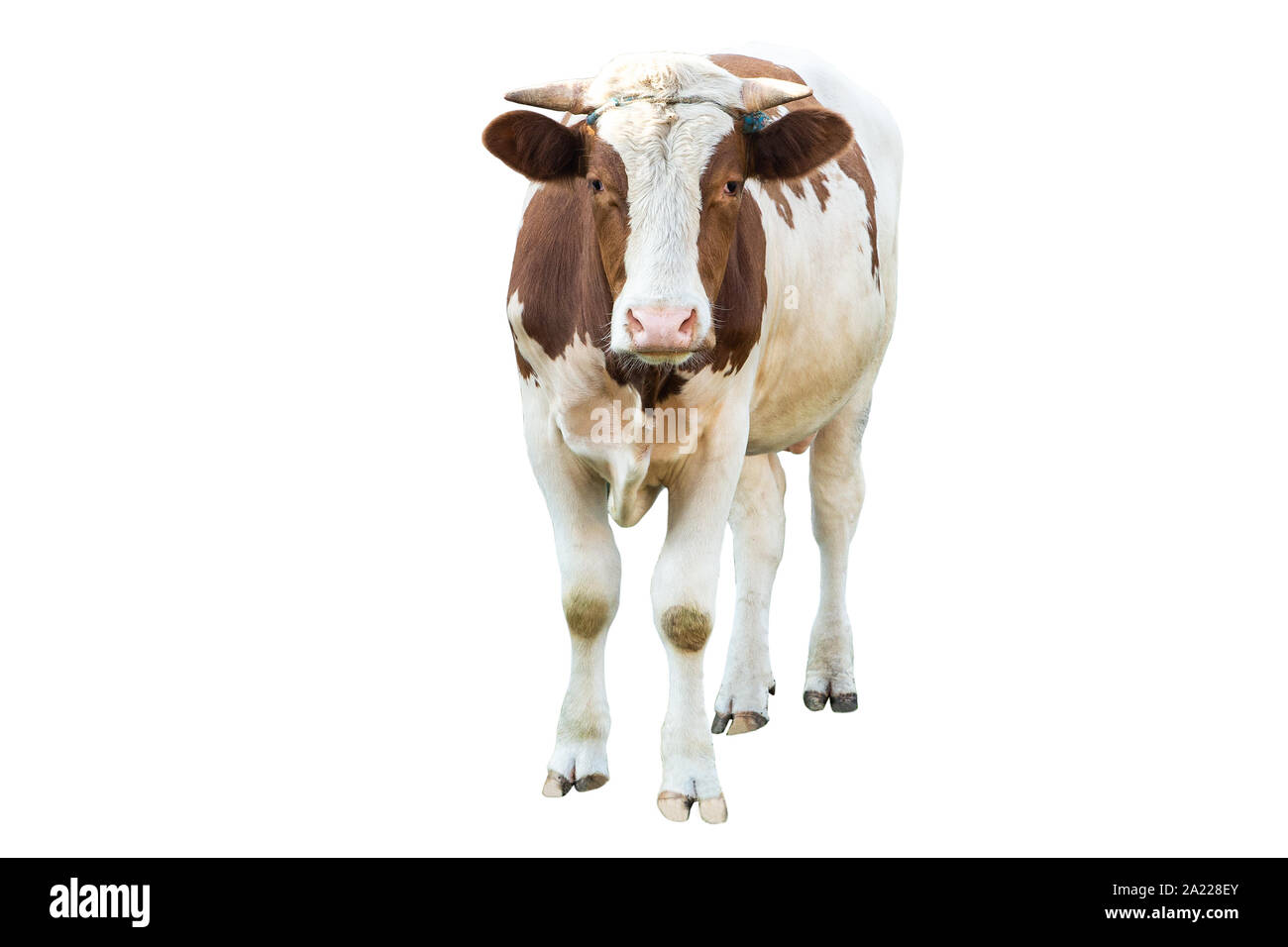 huge strong beautiful bull on a white background on a farm, farm animal ...