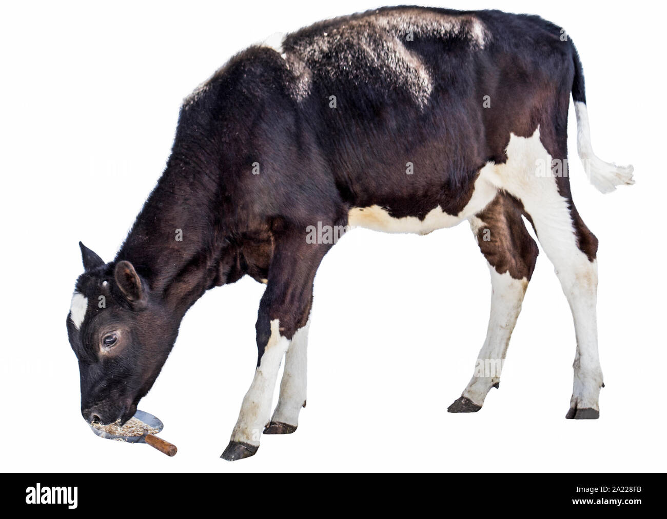 Dairy cow farm in Cut Out Stock Images & Pictures - Alamy