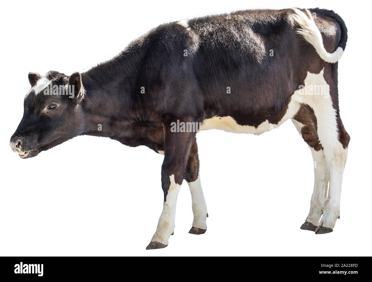 cow farm animal Stock Photo - Alamy