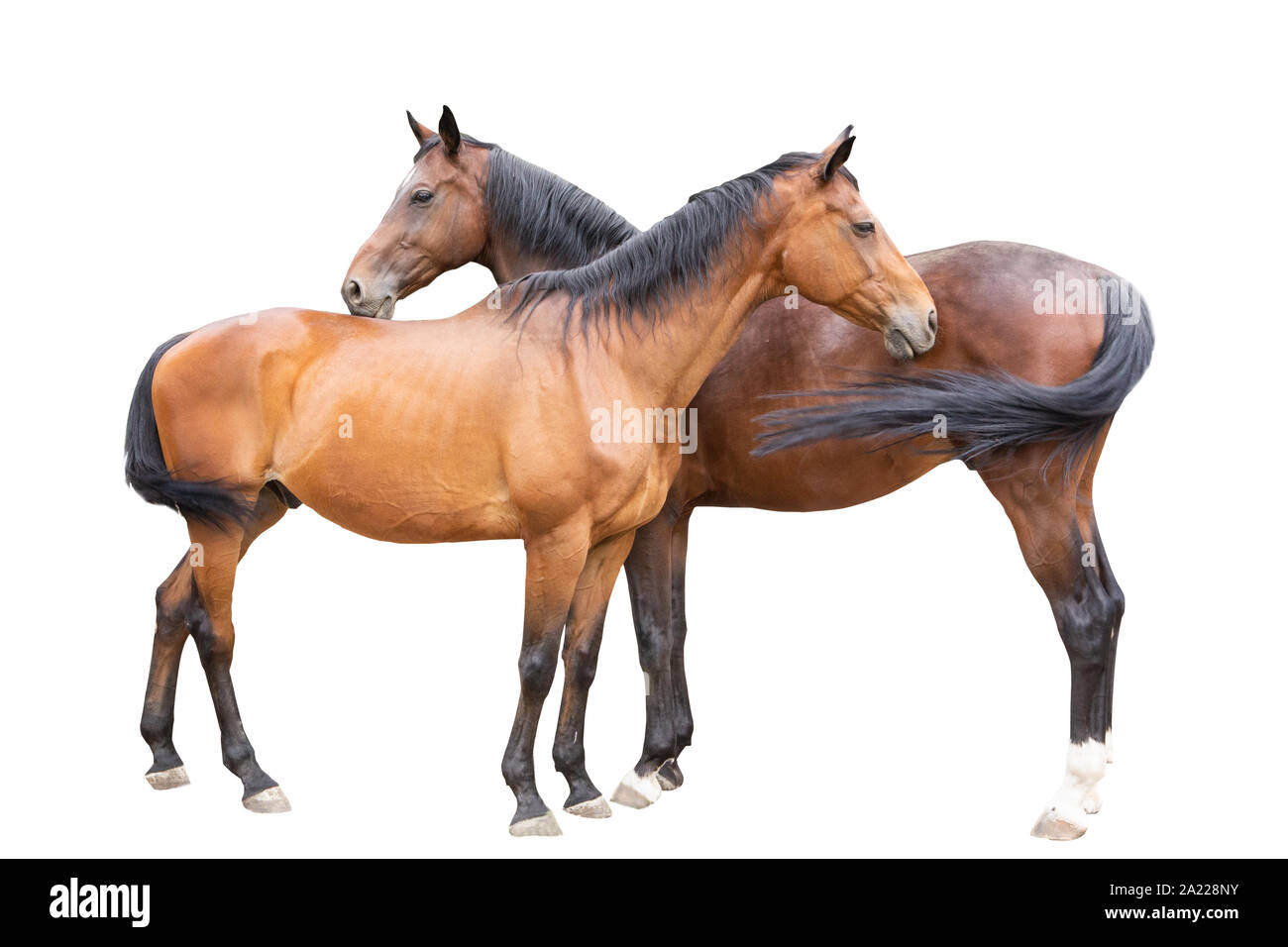 beautiful horses, racehorse, English racehorse, Ukrainian riding Stock ...