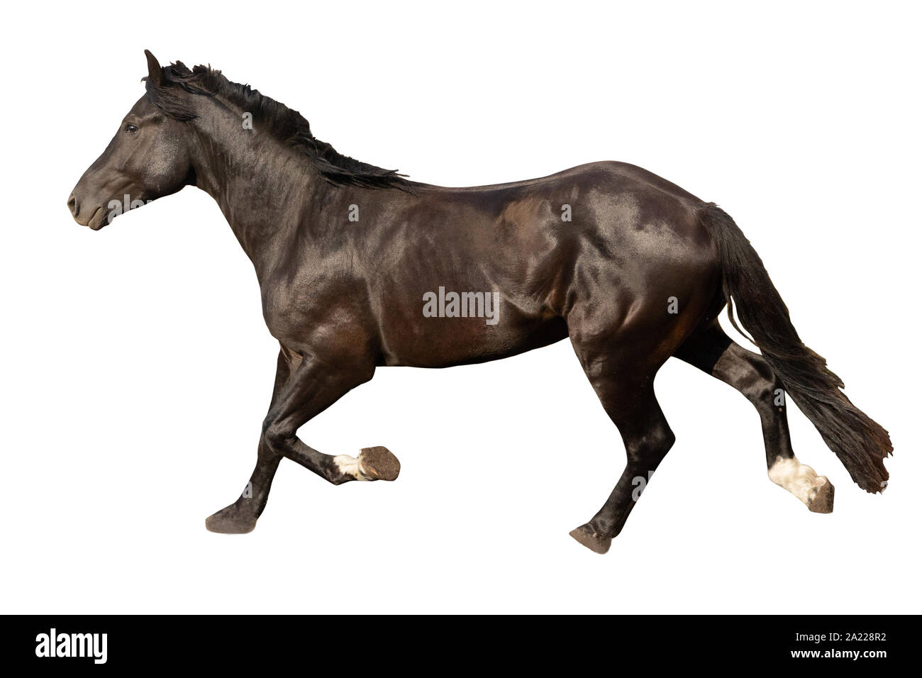 black beautiful young strong racehorse galloping she is isolated Stock ...