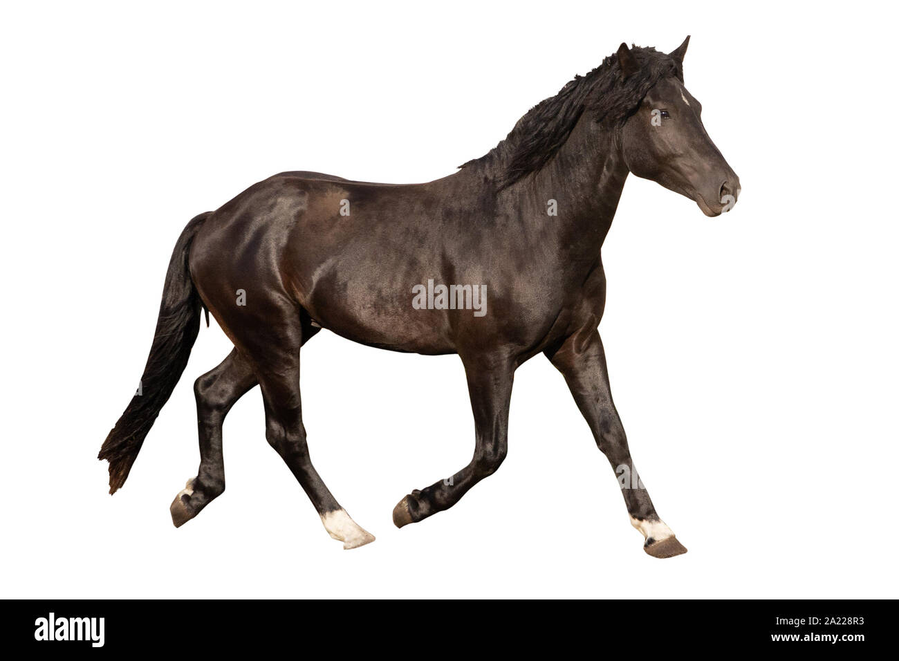 Black beauty horse galloping Cut Out Stock Images & Pictures - Alamy
