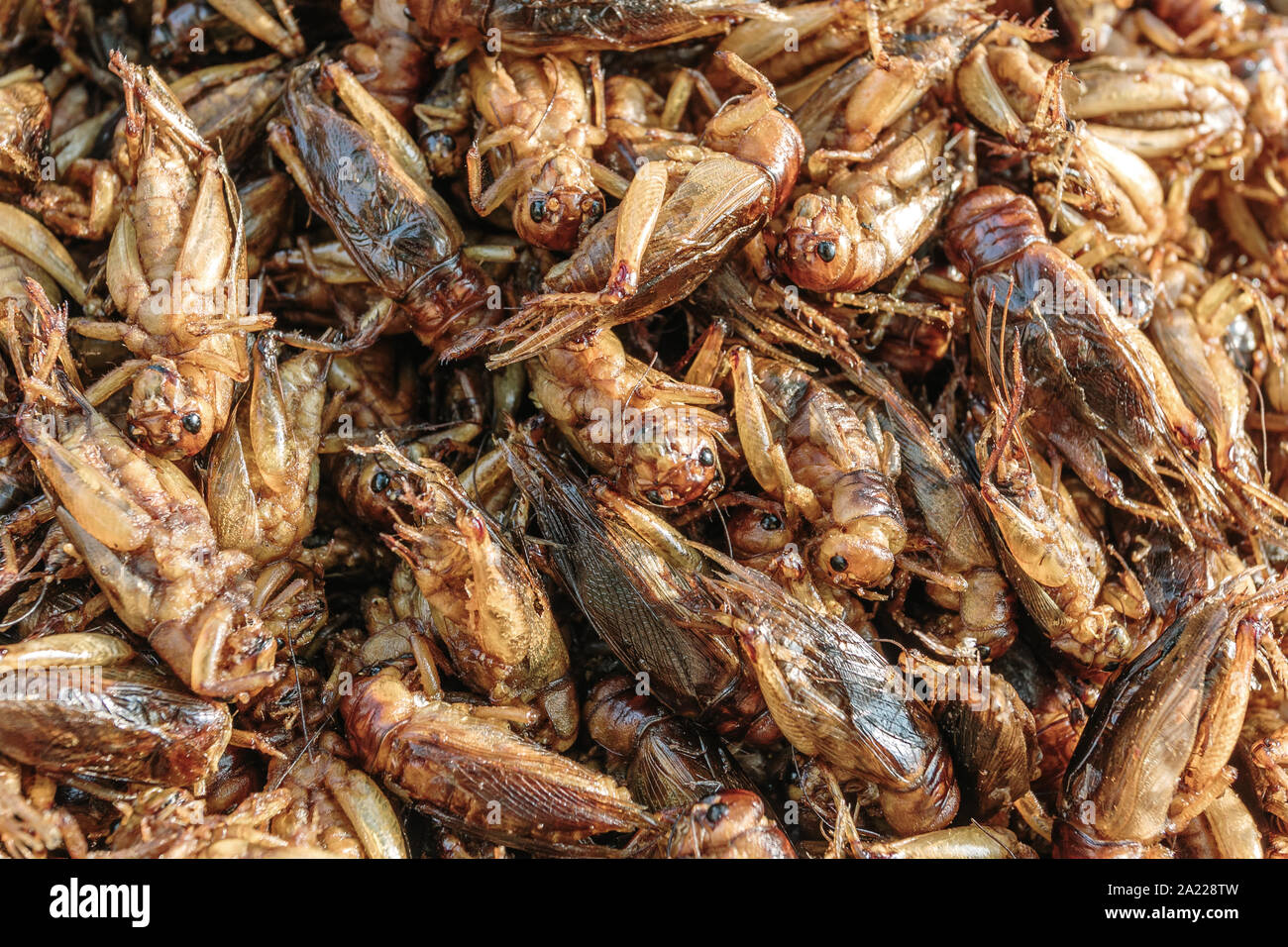 Deep fried insects hi-res stock photography and images - Alamy