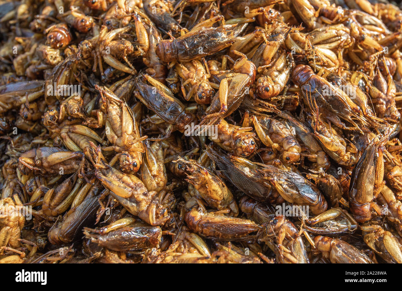 Fried Insects