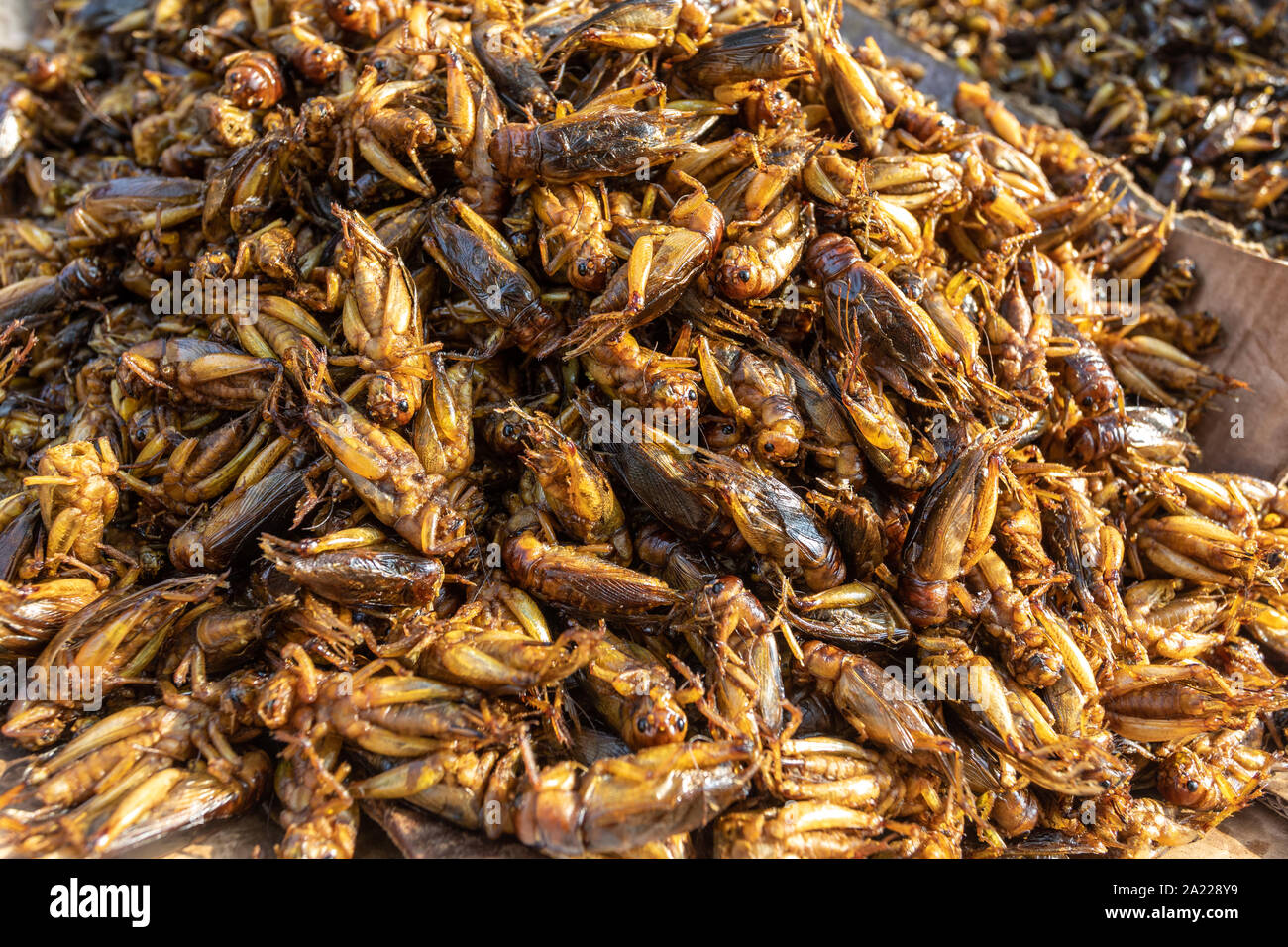 Grilled or deep fried bugs are traditional street food at Asia Stock ...