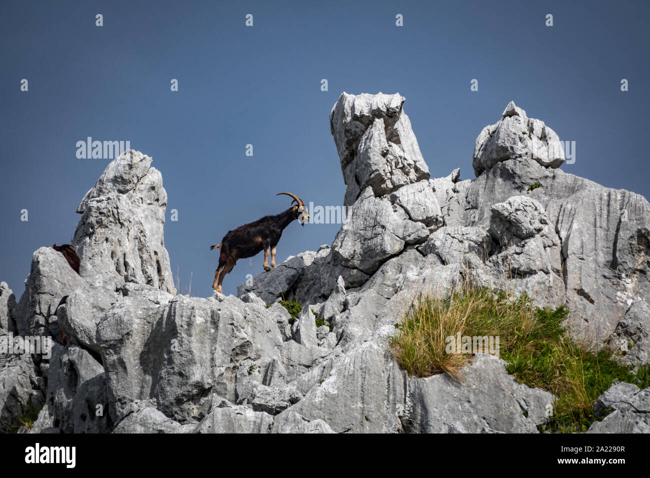 Standing goat left hi-res stock photography and images - Alamy