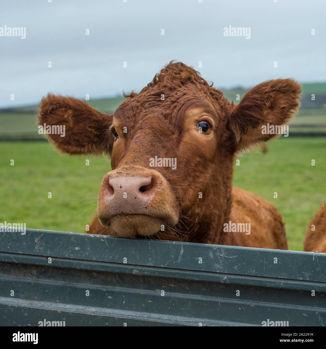 Friendly cow hi-res stock photography and images - Alamy
