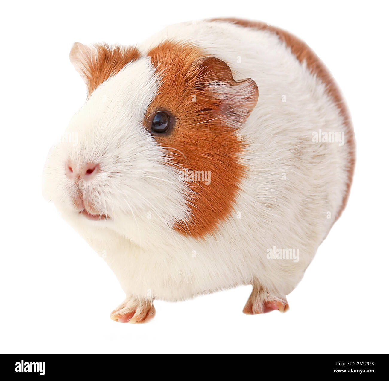 guinea pig, brown guinea pig, mumps on white background Stock Photo - Alamy