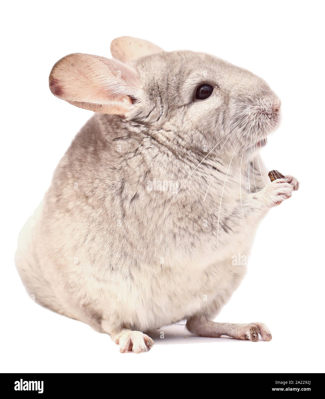 light chinchilla, chinchilla eating, chinchilla on white background ...