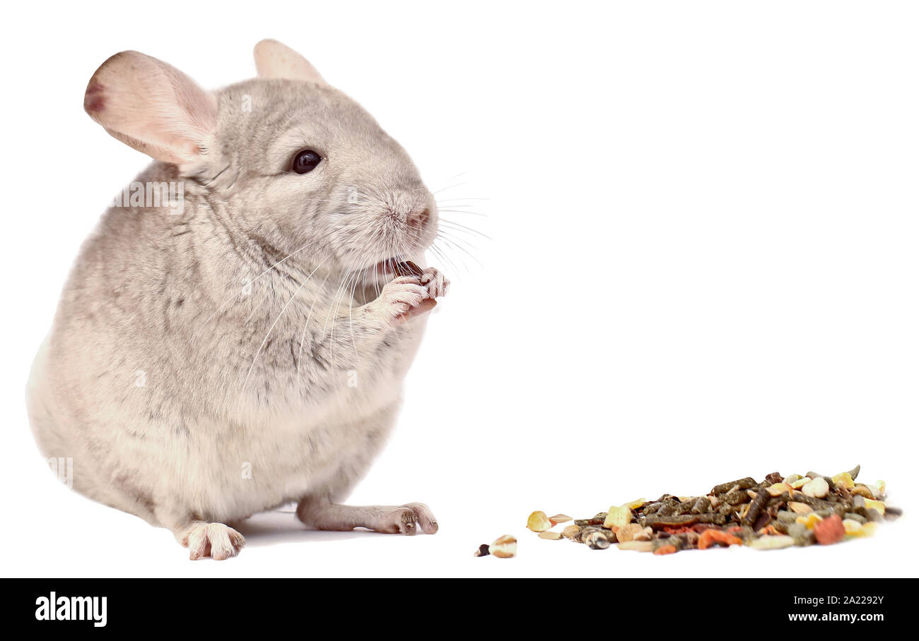 Chinchillas Eating