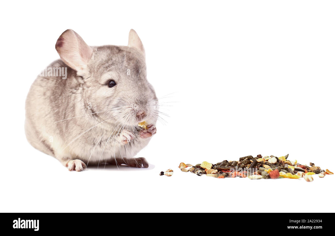 light chinchilla, chinchilla eating, chinchilla on white background ...