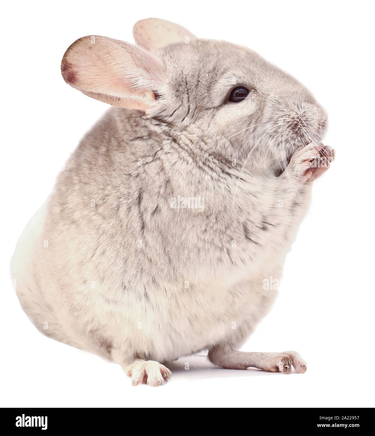 light chinchilla, chinchilla eating, chinchilla on white background ...