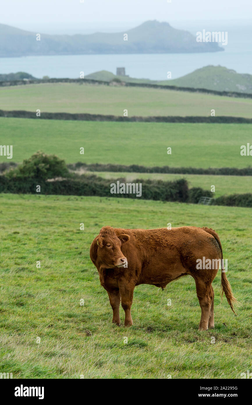 Bullock cow cattle beef hi-res stock photography and images - Alamy